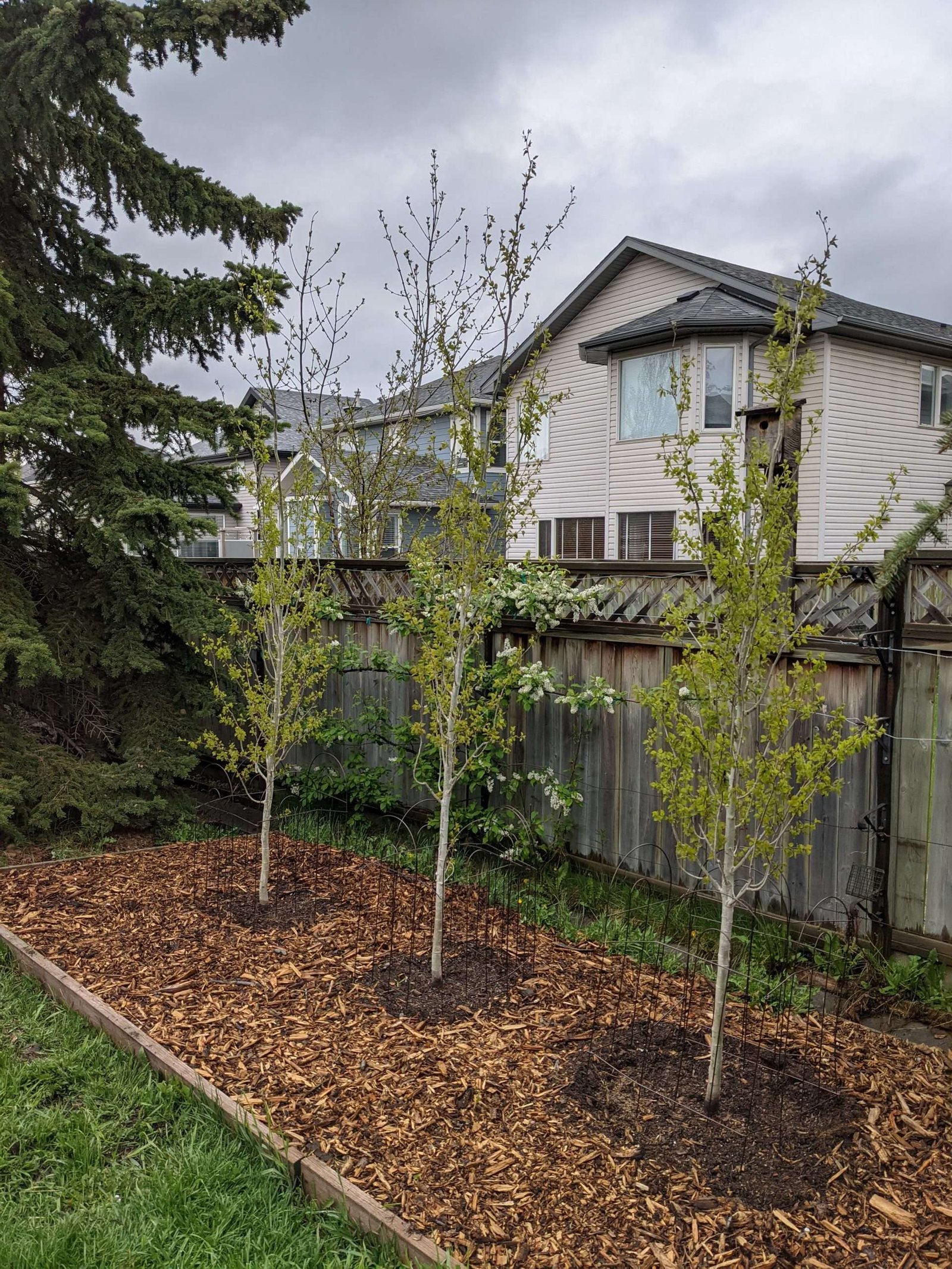 Planting - Chinook Arbor Services
