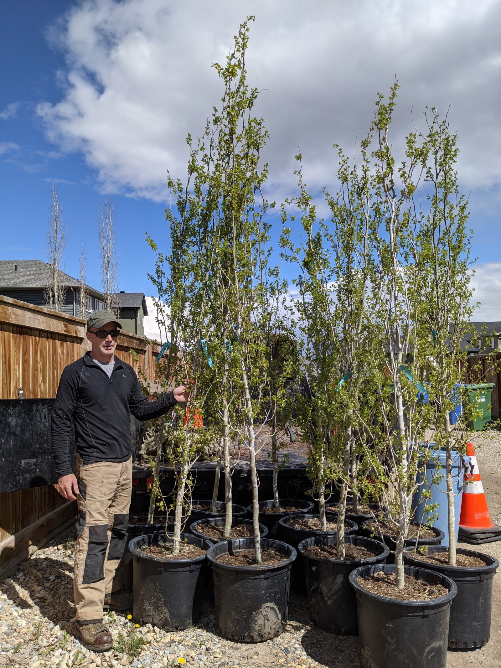 Planting - Chinook Arbor Services