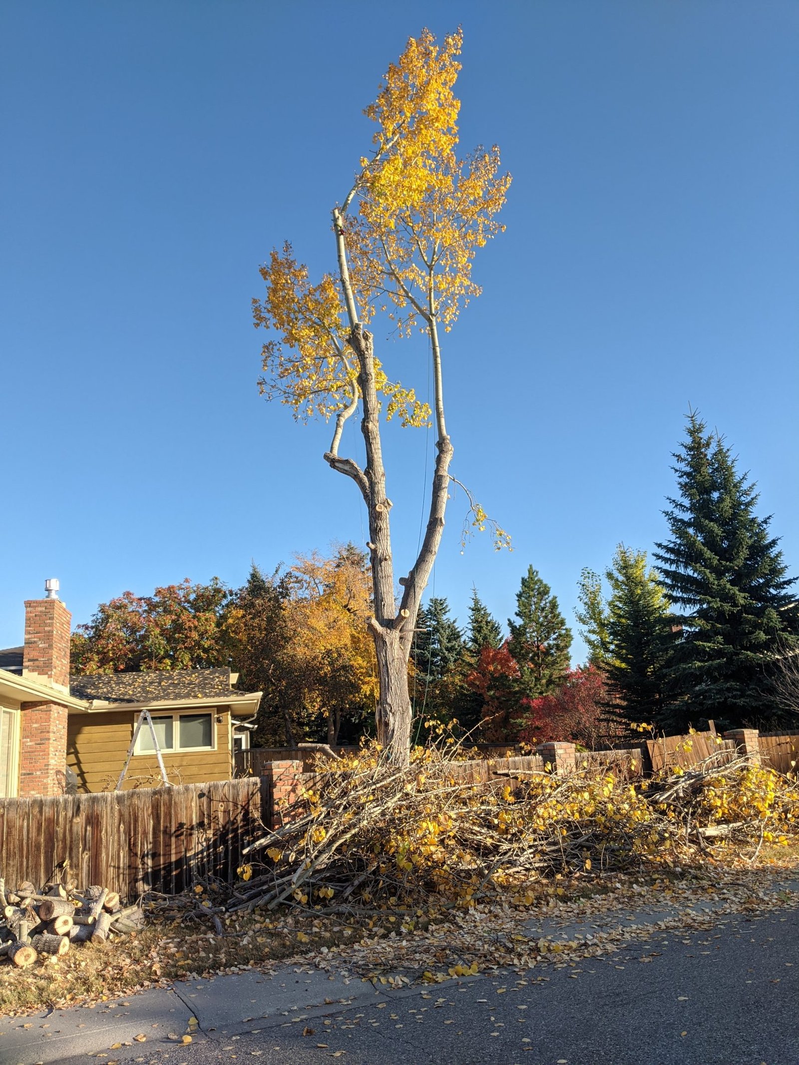 Tree Removal - Chinook Arbor Services
