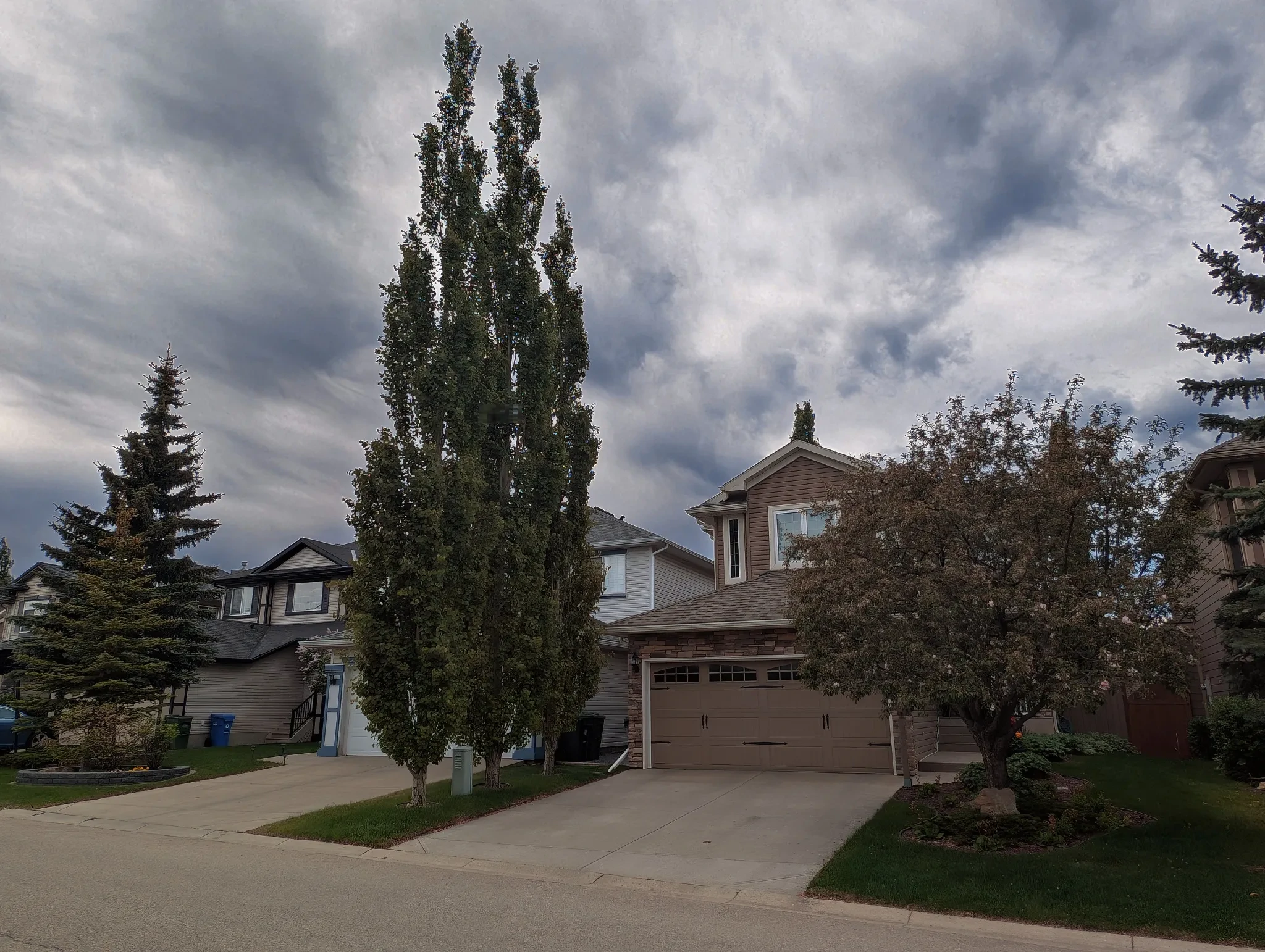 Should You Plant Swedish Columnar Aspens in Calgary? | Chinook Arbor