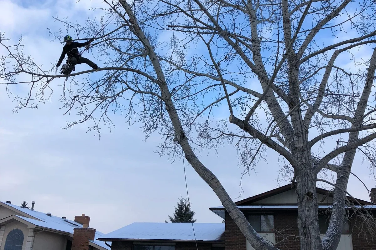 Tree Pruning Cost in Calgary: What to Expect | Chinook Arbor Services